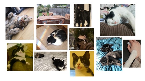 International Cat Day Socks for Socs Challenge | National Student Esports