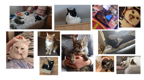 International Cat Day Socks for Socs Challenge | National Student Esports